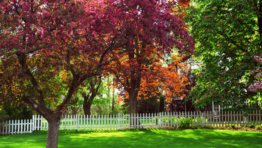 10 najpopularniejszych liściastych drzew ogrodowych - Allegro.pl